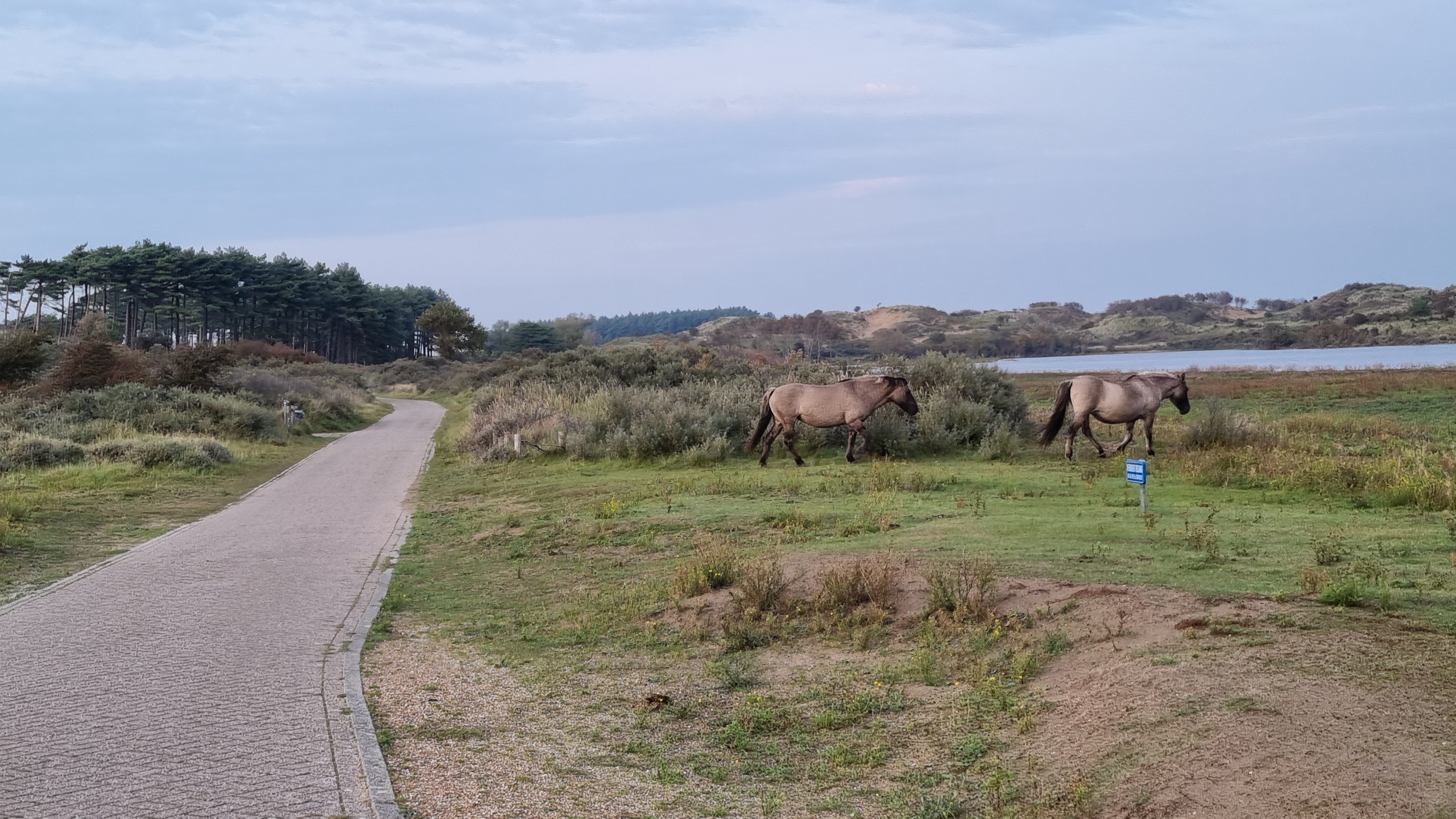 Boswachtersblog: Mens en dier in het duin - Nationaal Park Zuid ...